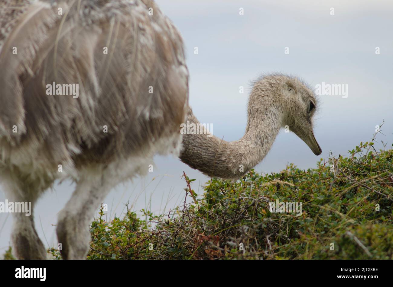 Lesser rhea hi-res stock photography and images - Alamy