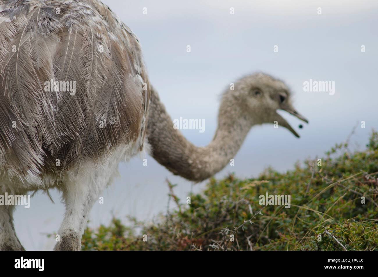Lesser rhea hi-res stock photography and images - Alamy