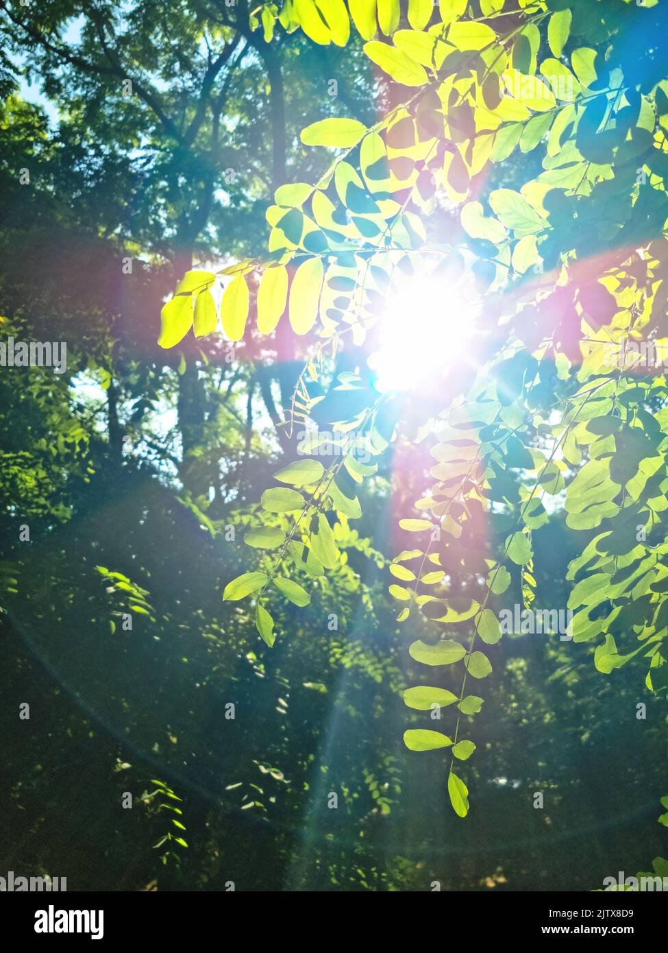 sun rays with radiant bokeh shines through forest trees Stock Photo - Alamy