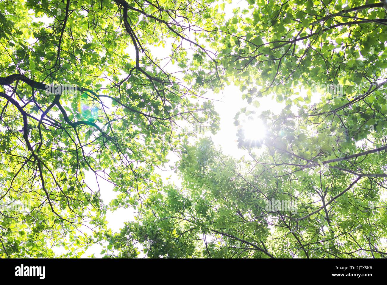 sun rays with radiant bokeh shines through forest trees Stock Photo - Alamy