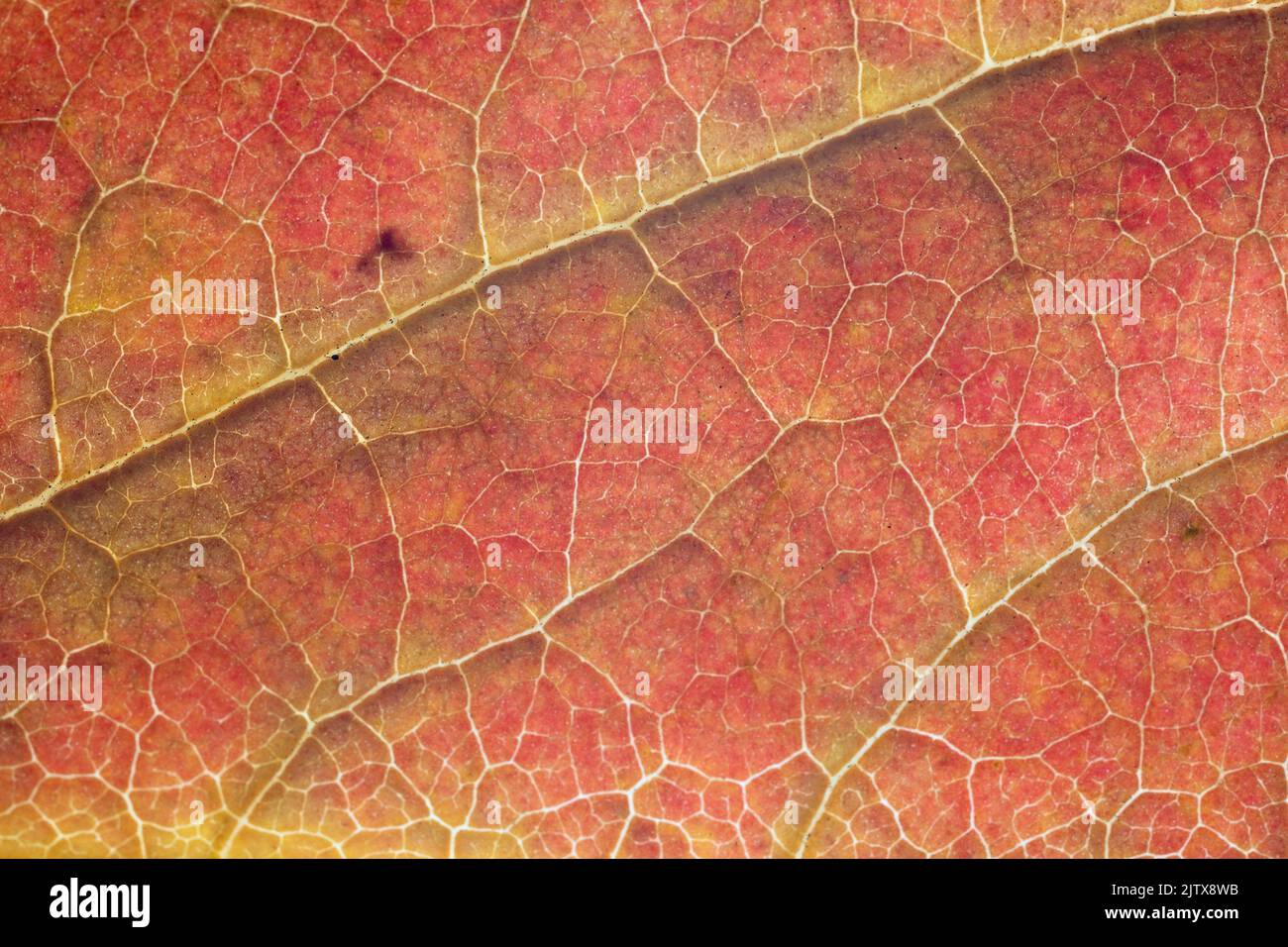 Structure leaf hi-res stock photography and images - Alamy