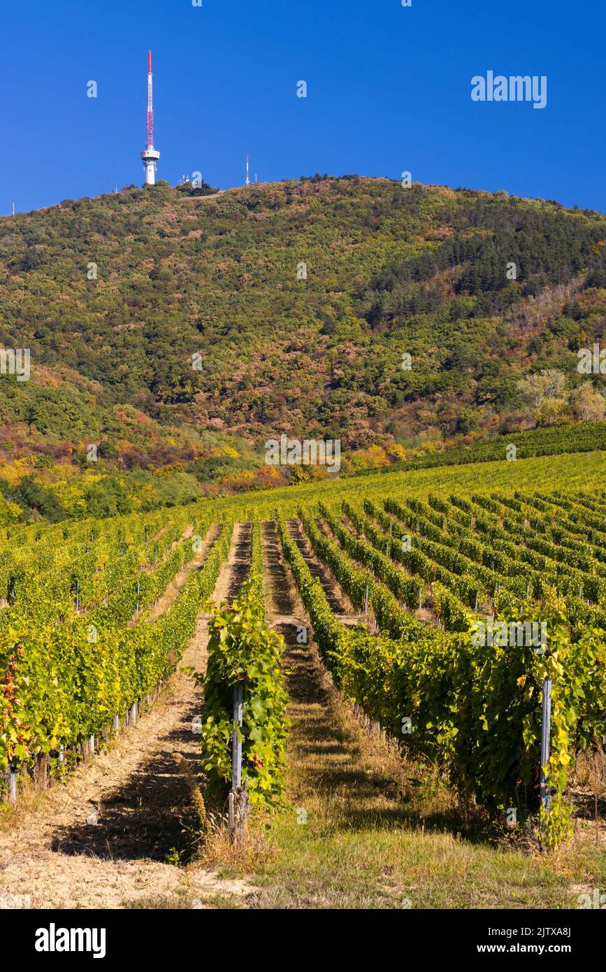 Tokaji hegy hi-res stock photography and images - Alamy