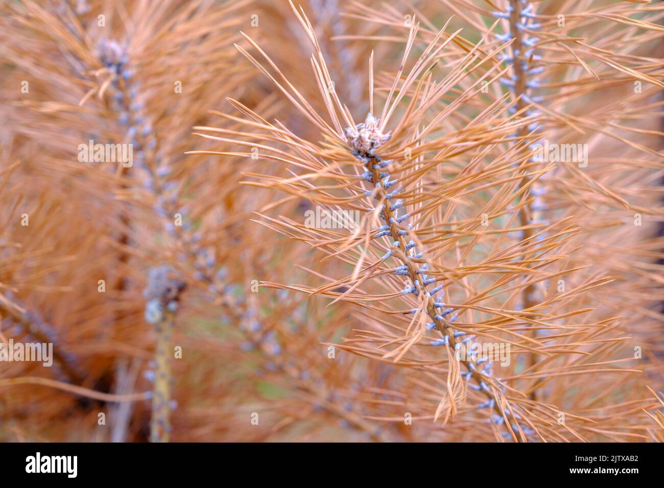 Dead conifer branch hi-res stock photography and images - Alamy