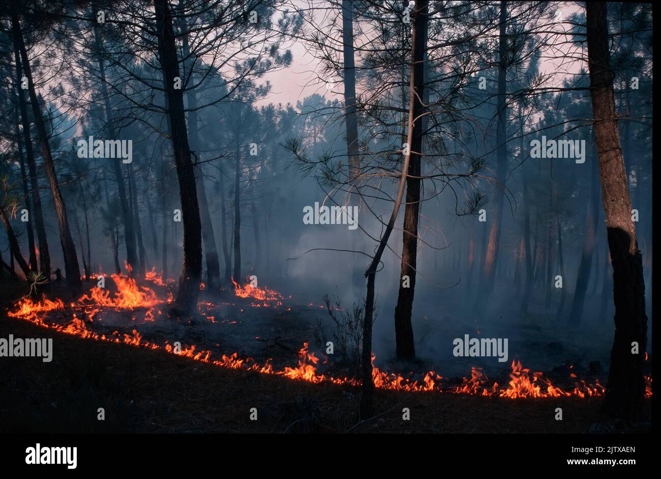Forest burned hi-res stock photography and images - Alamy