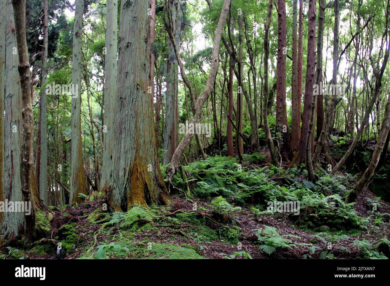 Underbrush of fern and moss around the base of a trees in the forest ...