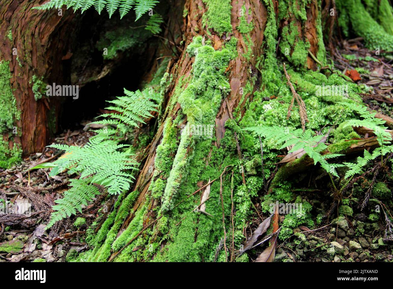 Underbrush of fern and moss around the base of a tree in the forest ...