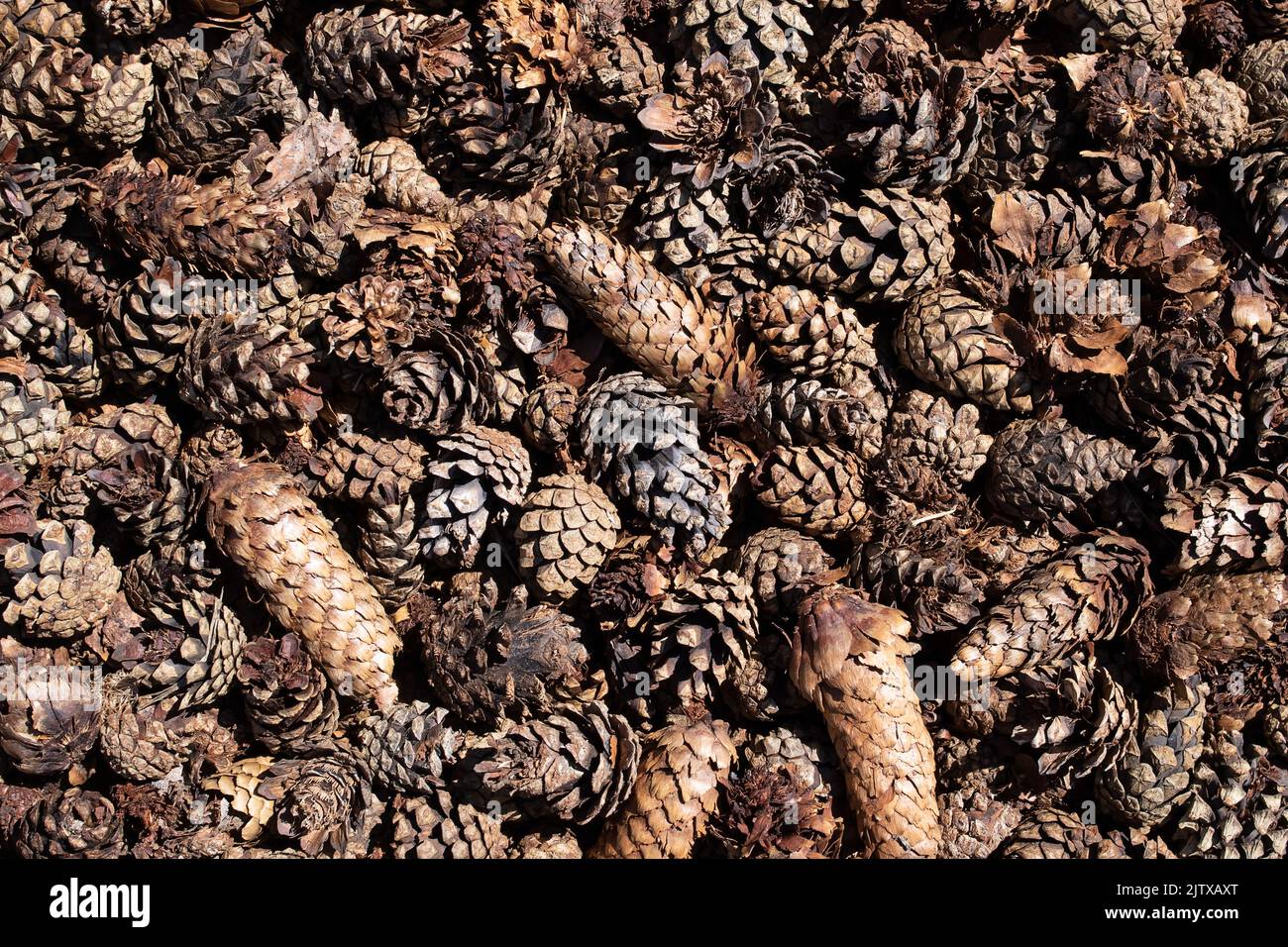 Brown spruce cones close hi-res stock photography and images - Alamy