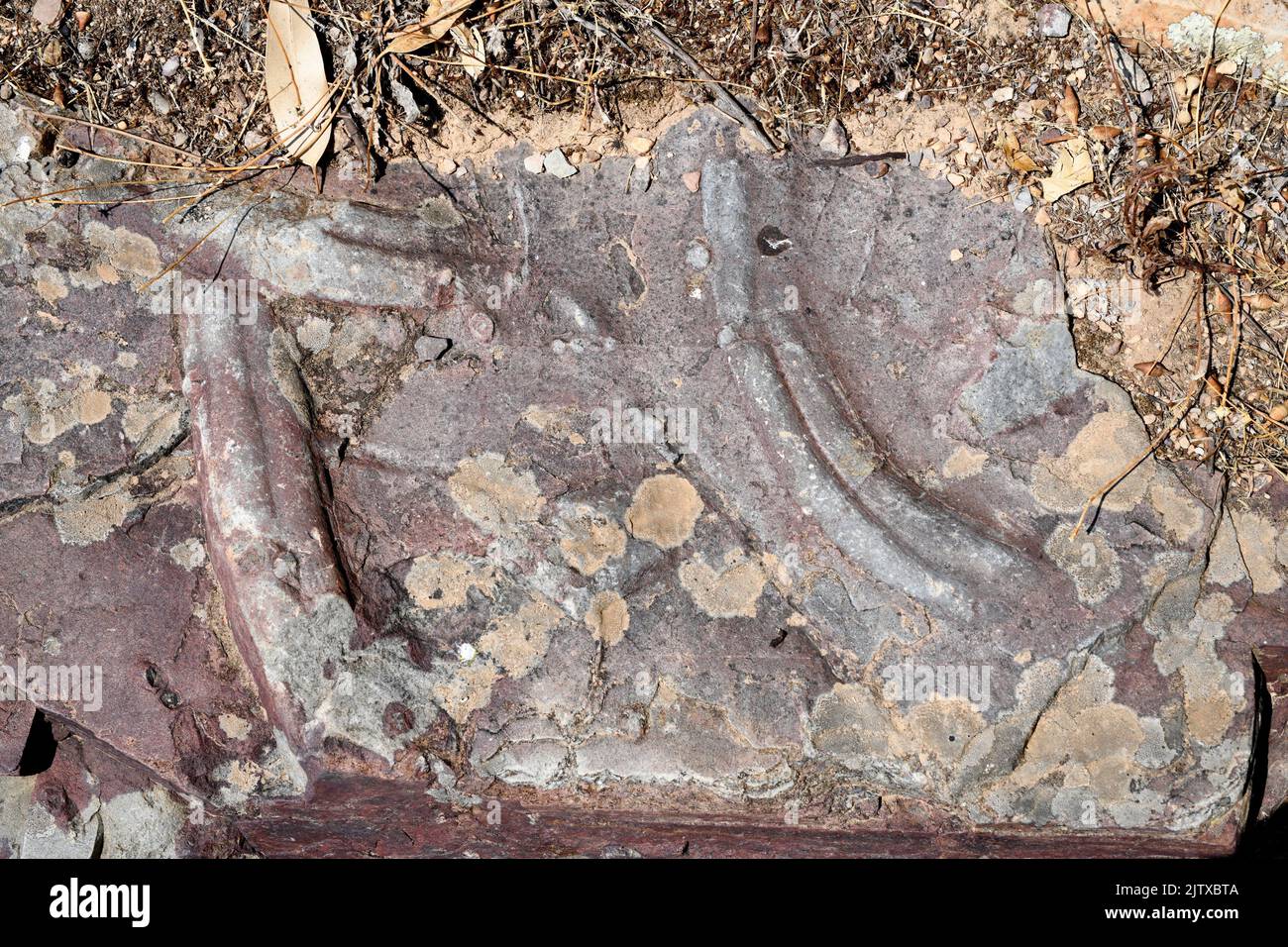 Trace fossil trilobite hi-res stock photography and images - Alamy