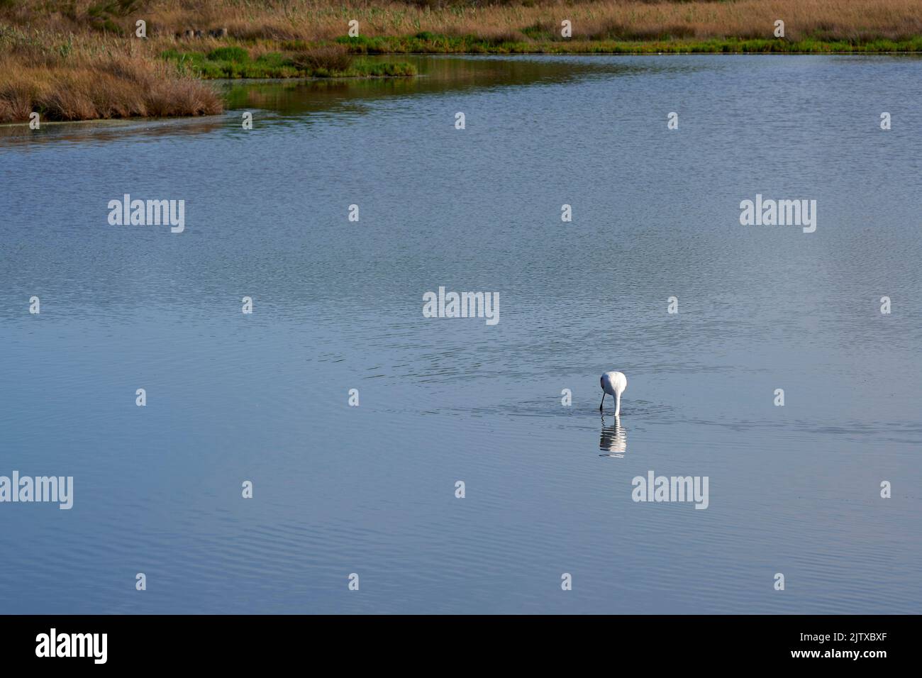 Lido di Volano (Fe), Italy, a flamingo in a fishing valley Stock Photo ...