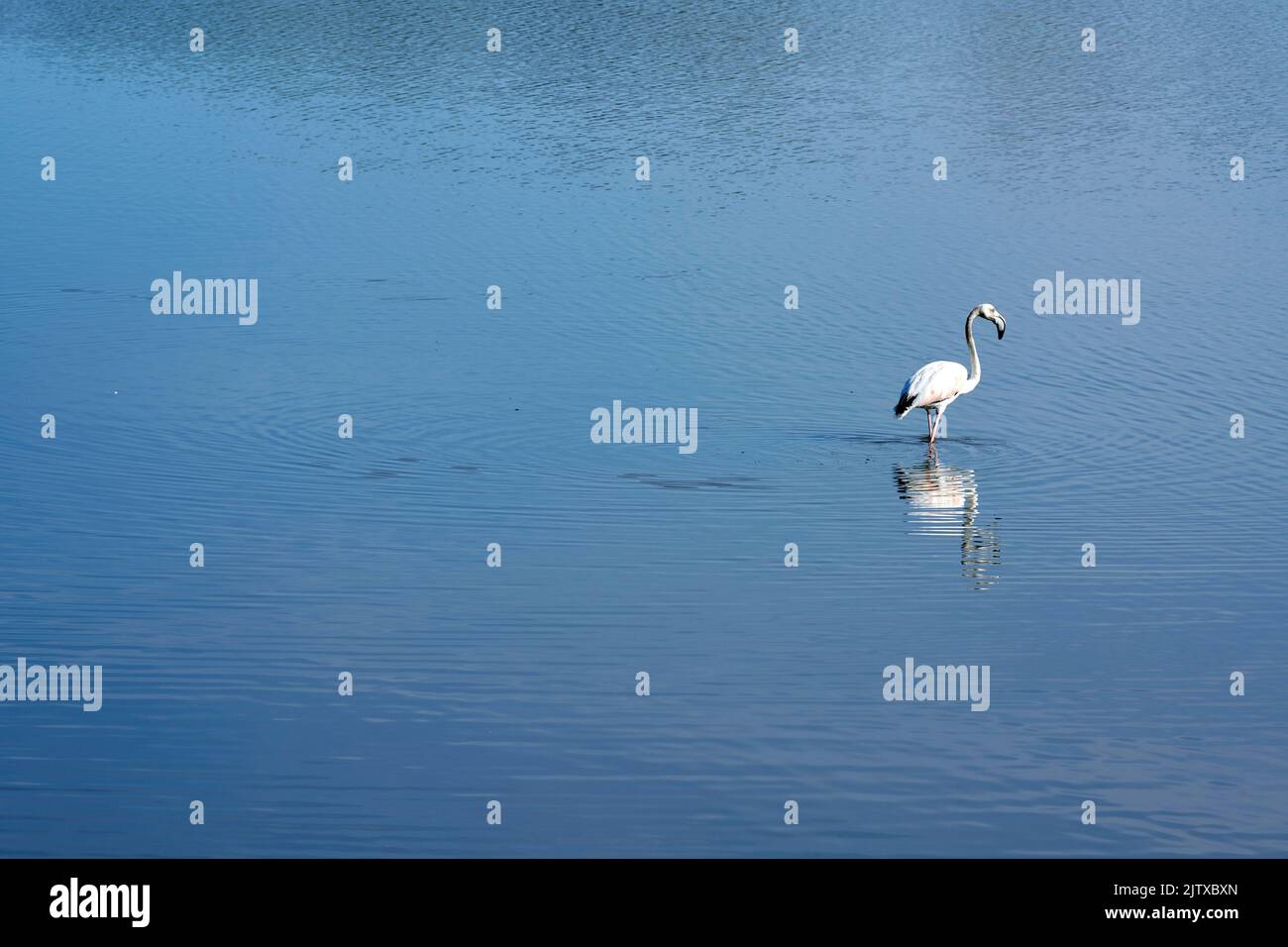 Lido di Volano (Fe), Italy, a flamingo in a fishing valley Stock Photo ...