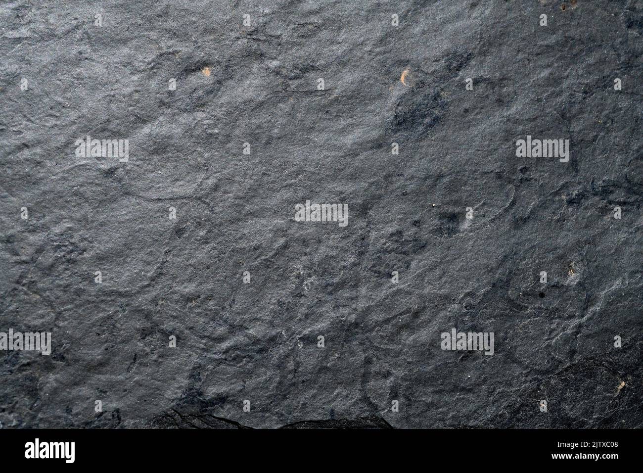 Cambrian fossil algae hi-res stock photography and images - Alamy
