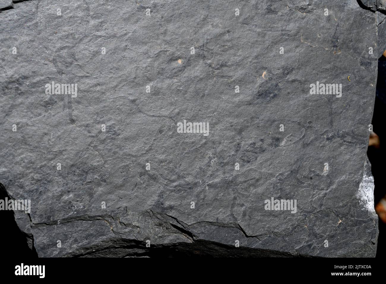 Fossil algae hi-res stock photography and images - Alamy
