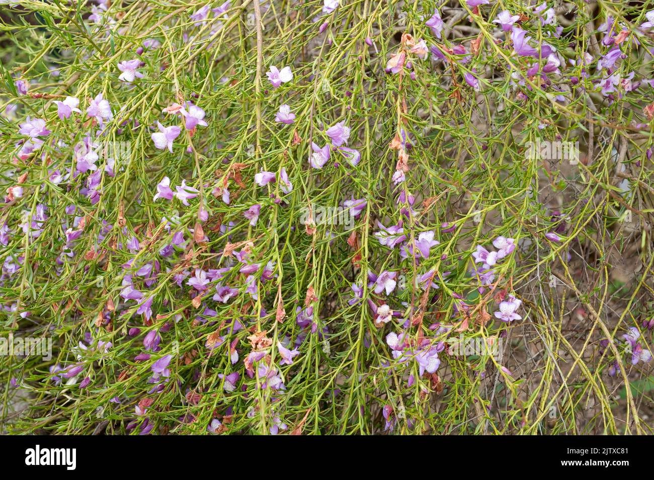Eremophila divaricata hi-res stock photography and images - Alamy