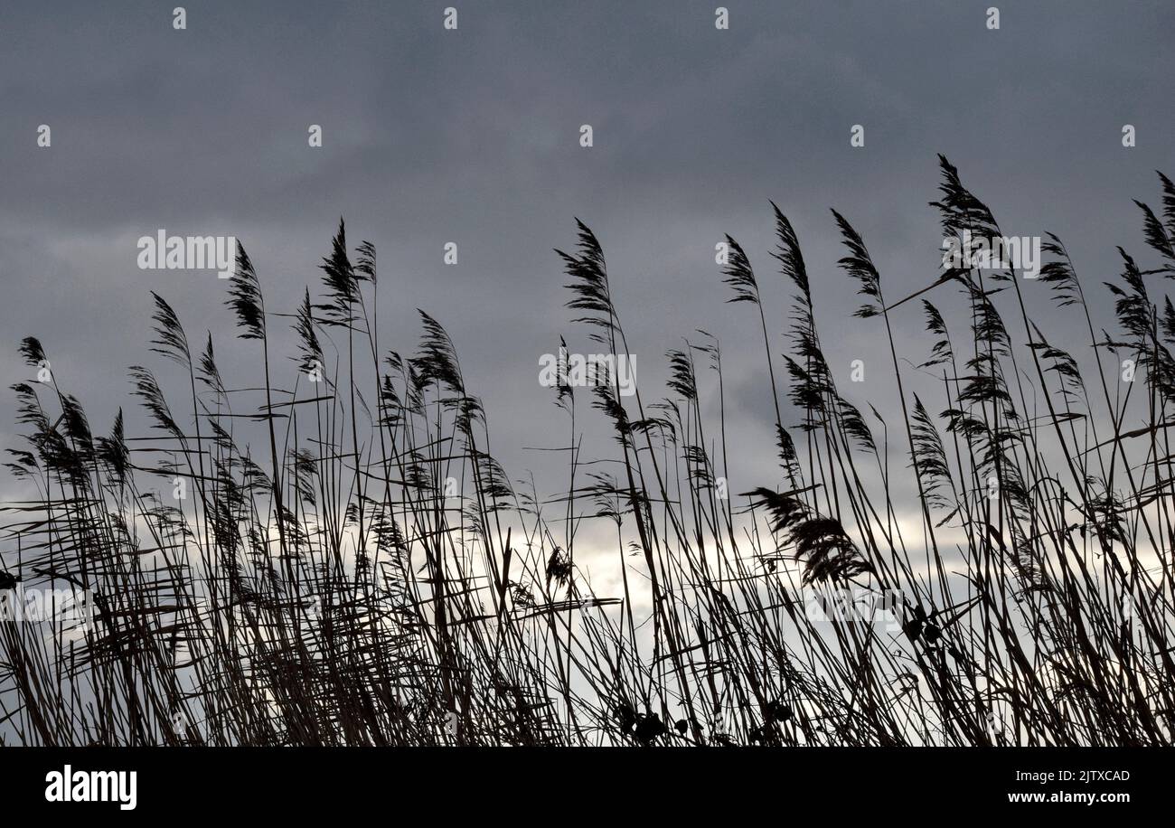 Silhouette reeds in wind hi-res stock photography and images - Alamy