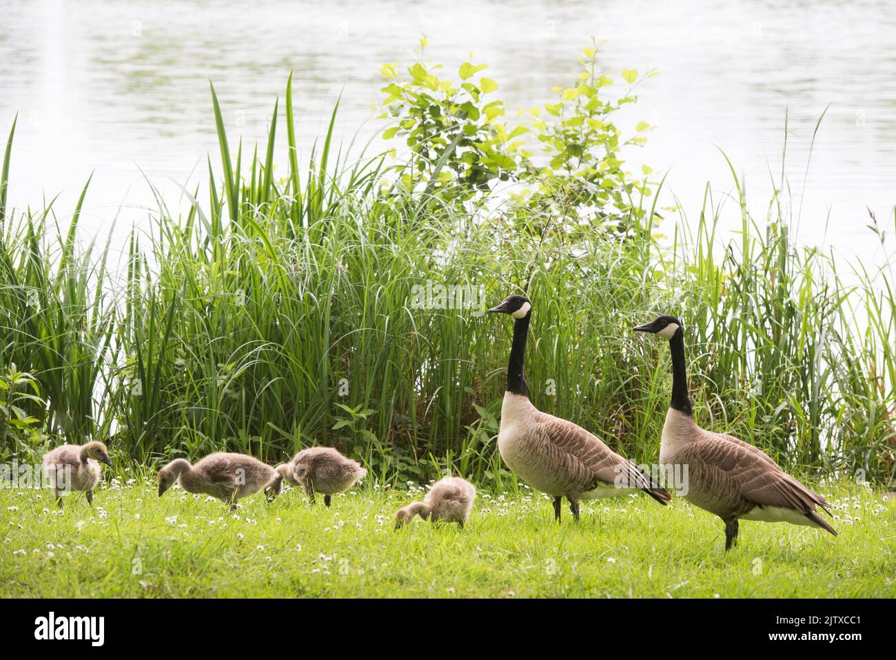 Au bord de letang hi-res stock photography and images - Alamy