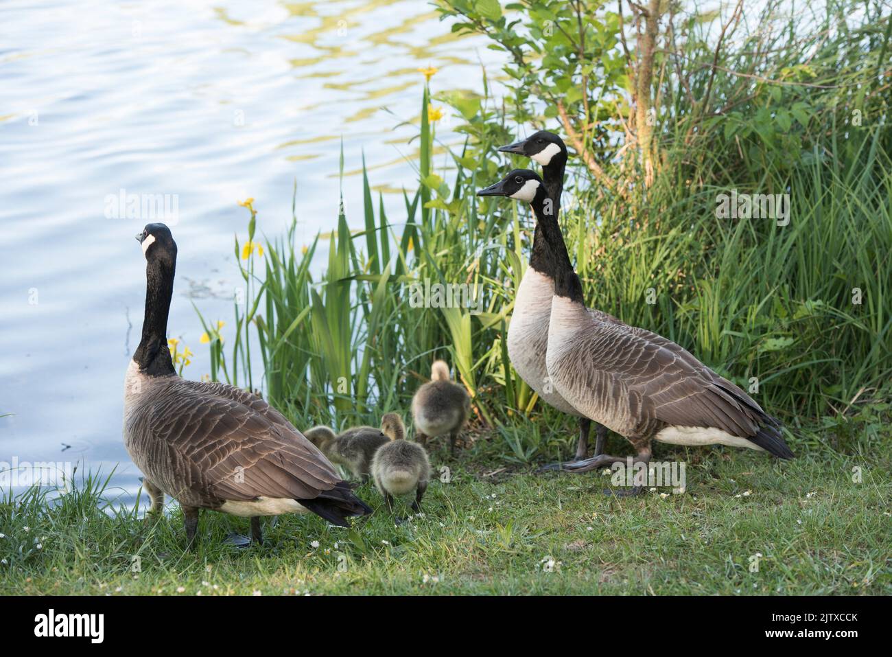 Au bord de letang hi-res stock photography and images - Alamy