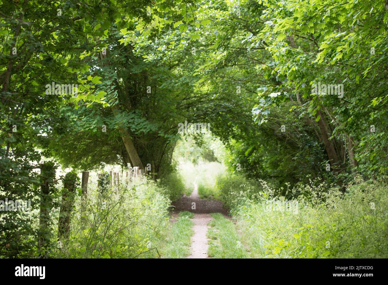Sentier de foret hi-res stock photography and images - Alamy