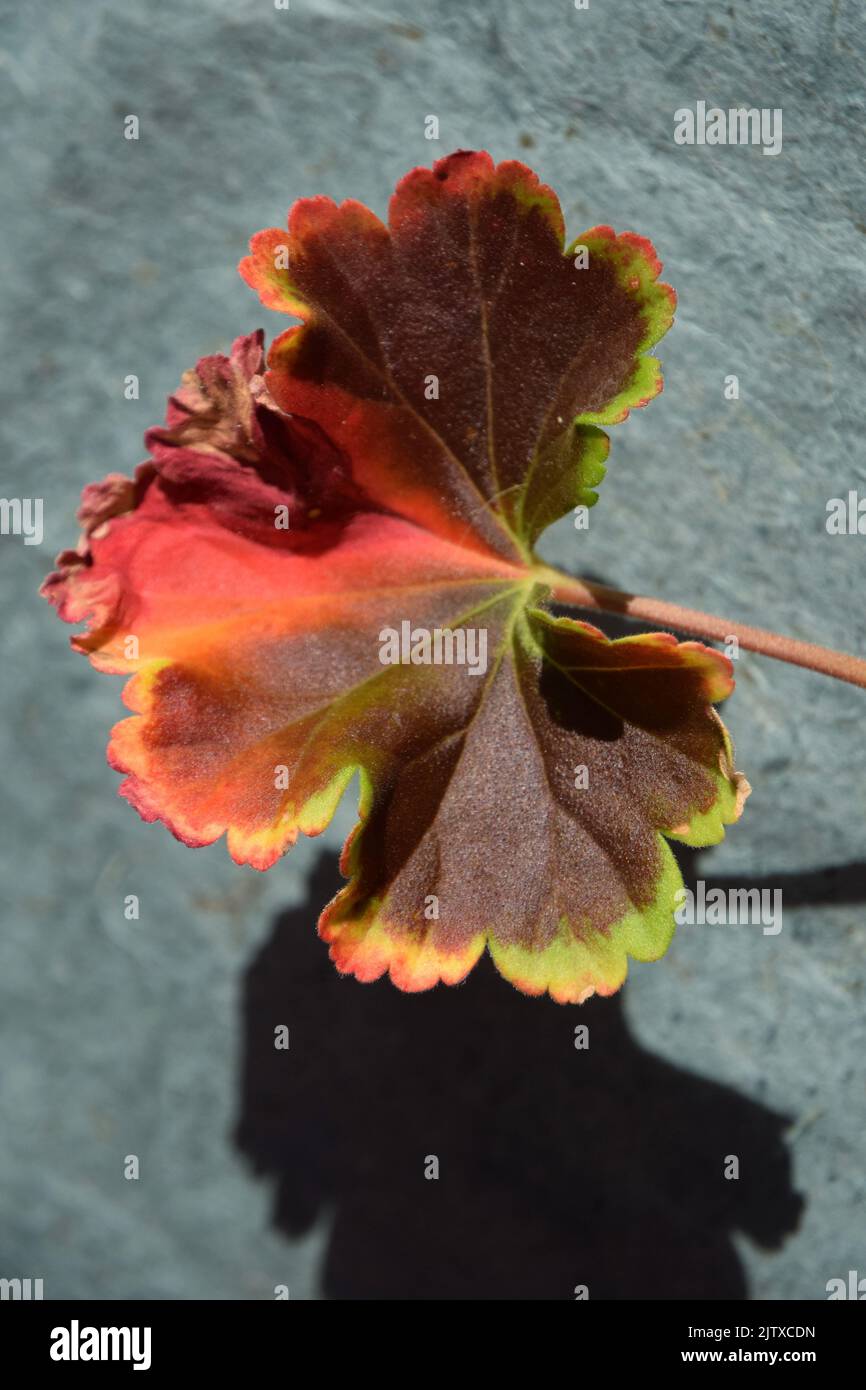 Leaf of pelargonium hi-res stock photography and images - Alamy