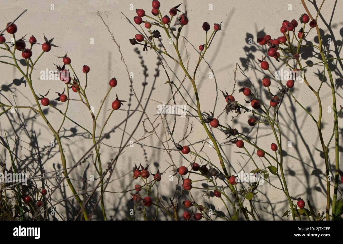 rose hips in winter Stock Photo - Alamy