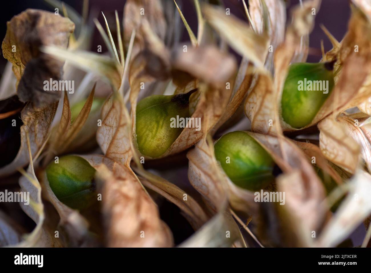 Foxglove seeds hi-res stock photography and images - Alamy
