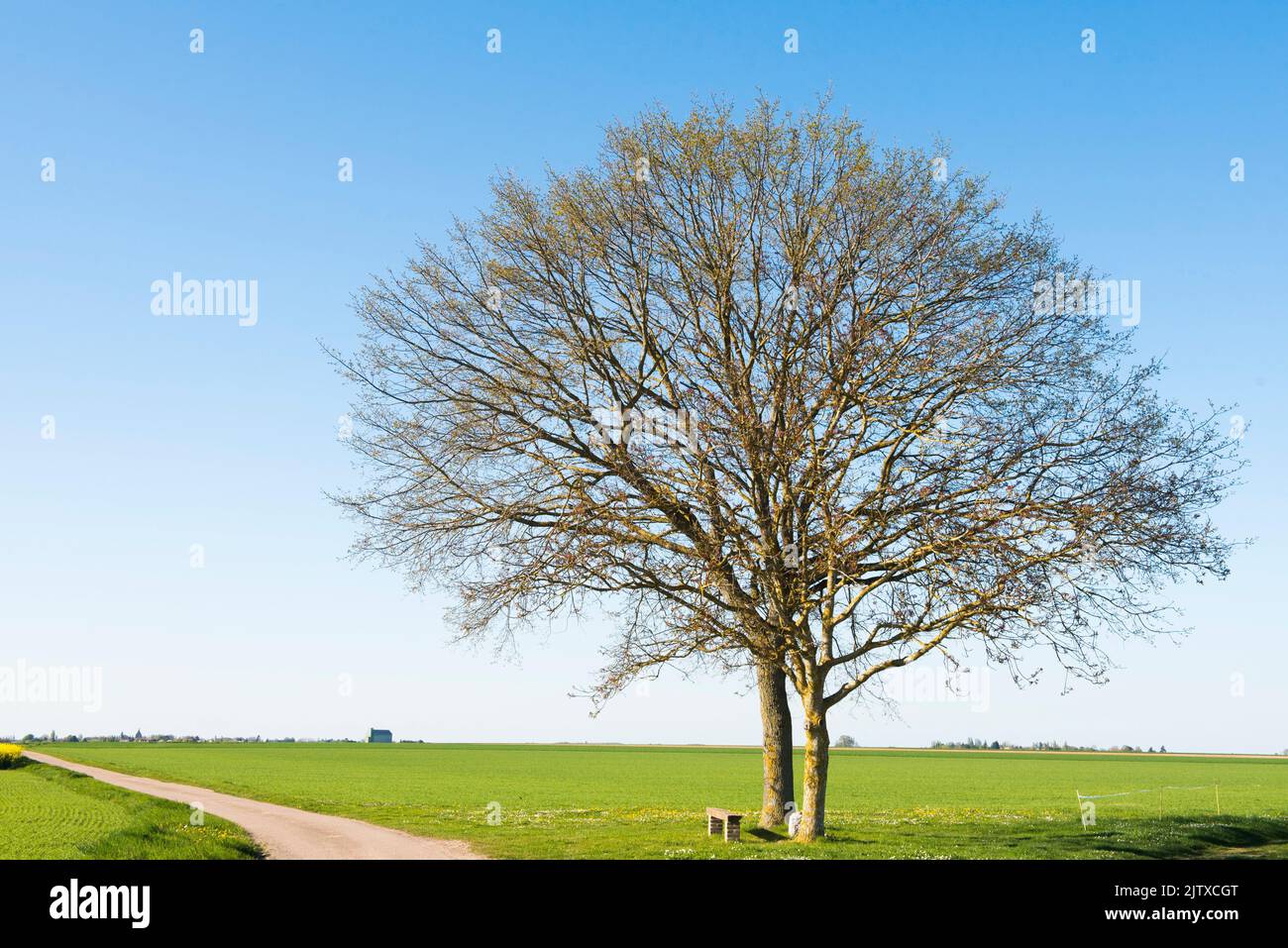 Plain trees tree hi-res stock photography and images - Alamy