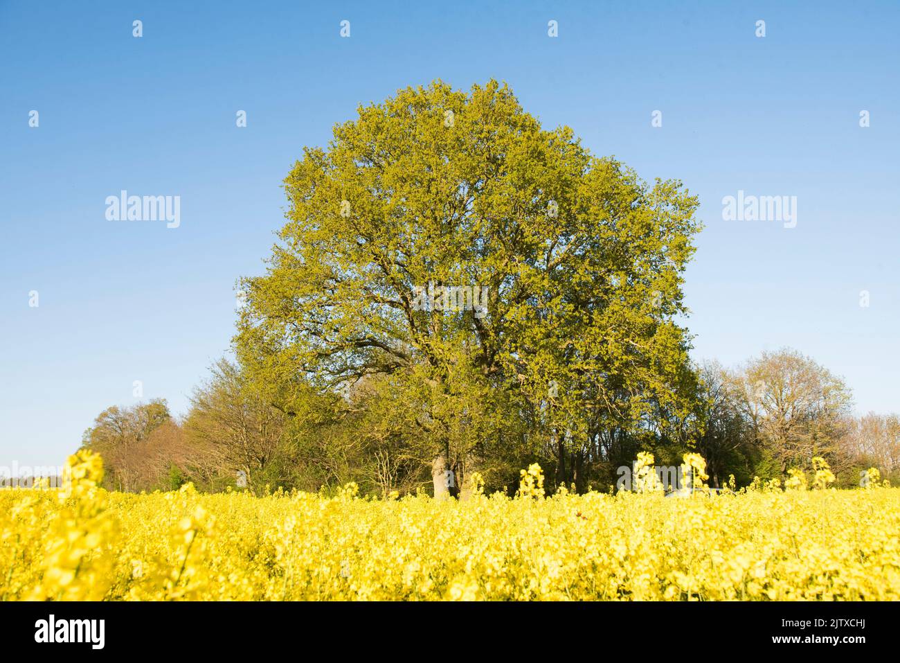 Brassica napus rapeseed canola hi-res stock photography and images - Alamy
