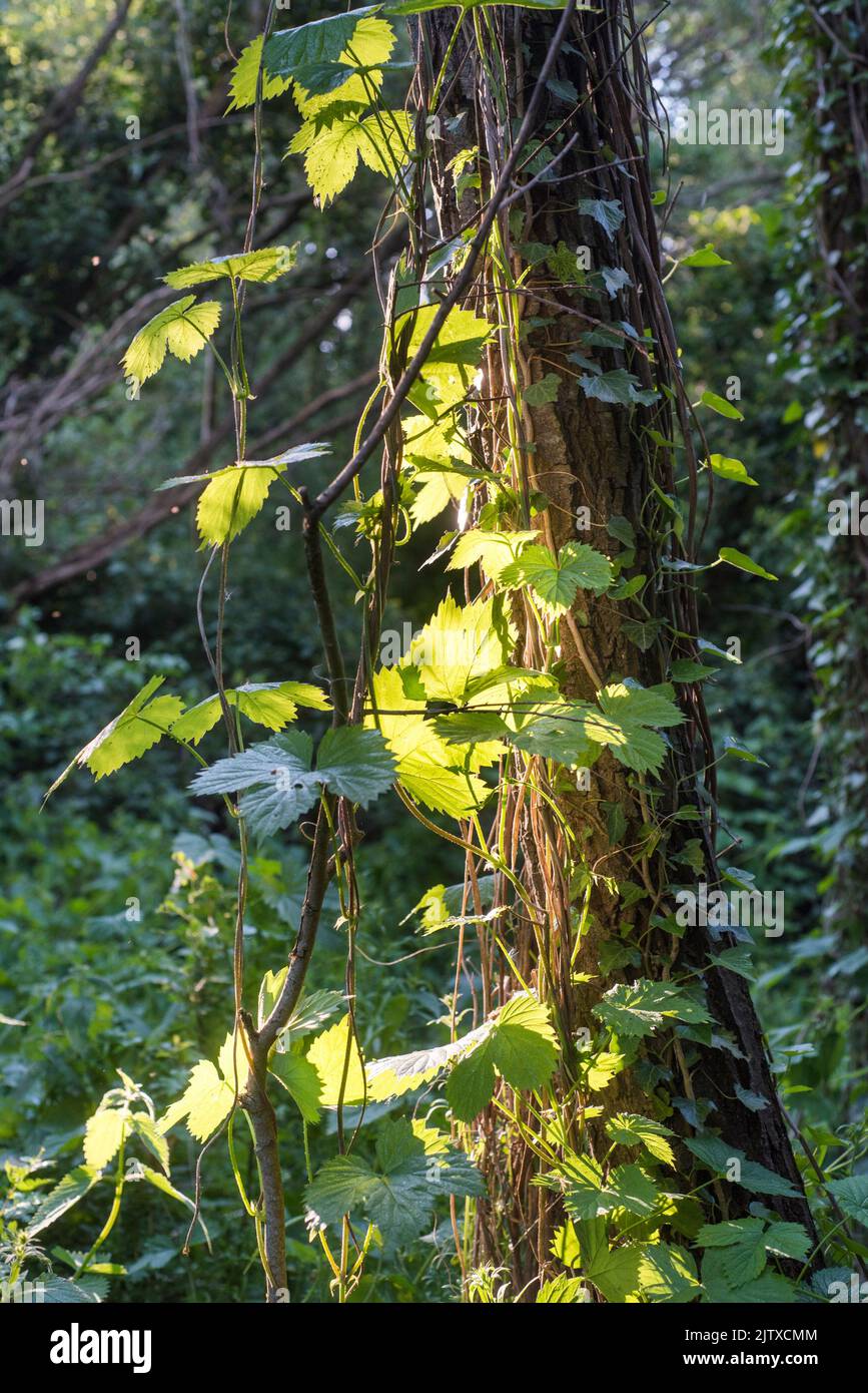 Common hop hi-res stock photography and images - Alamy