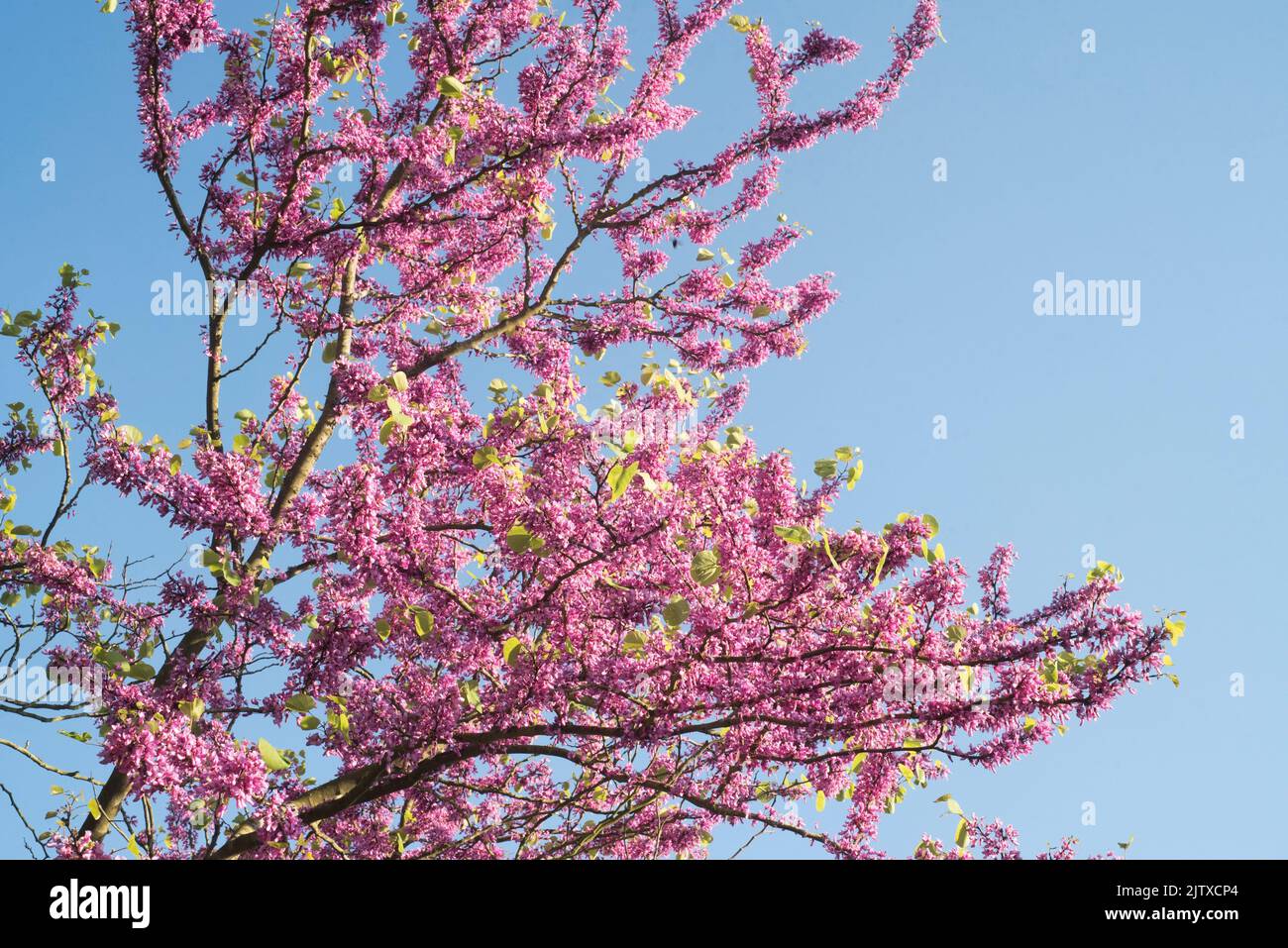 The judas tree hi-res stock photography and images - Alamy