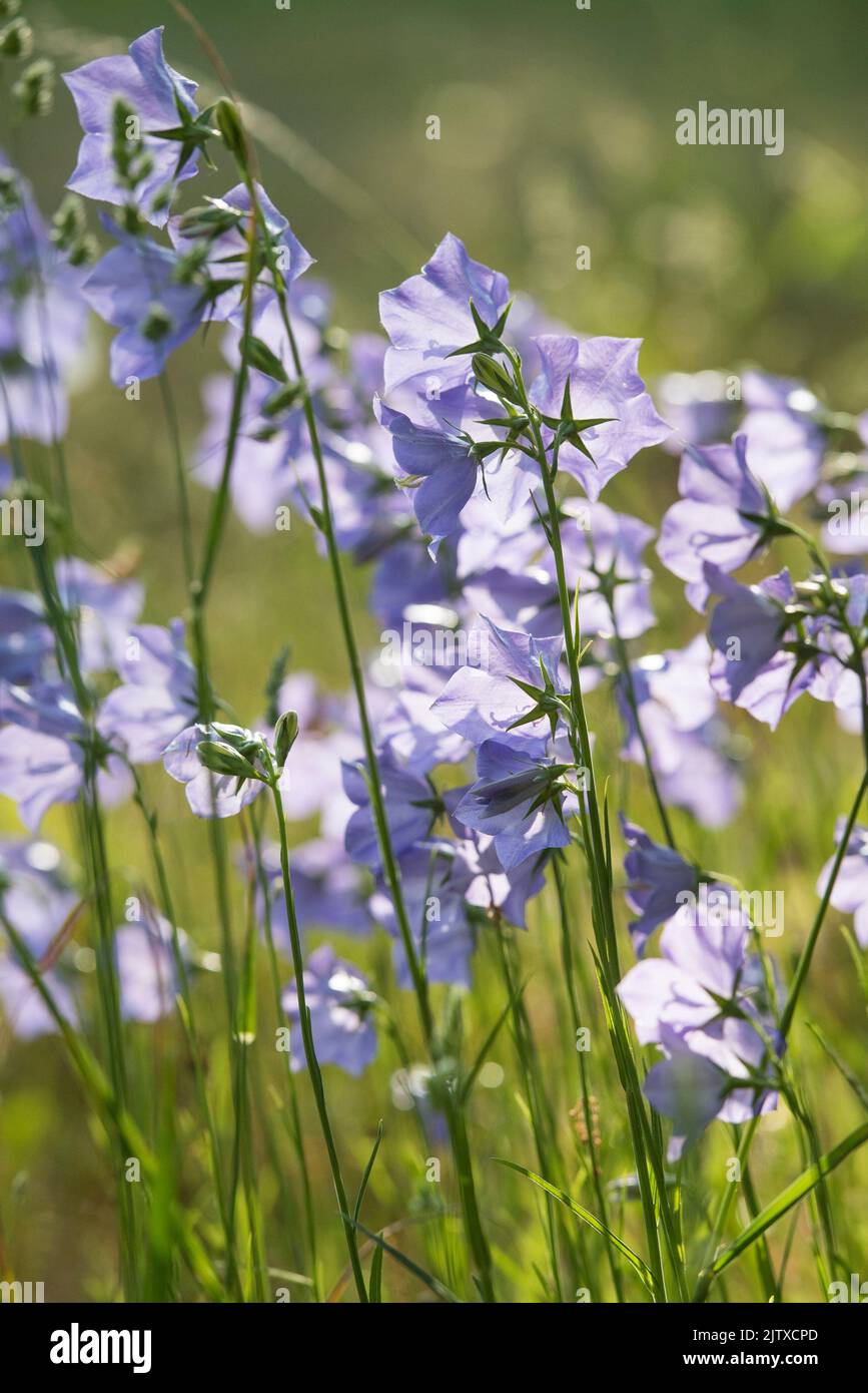 Scottish bluebell hi-res stock photography and images - Alamy