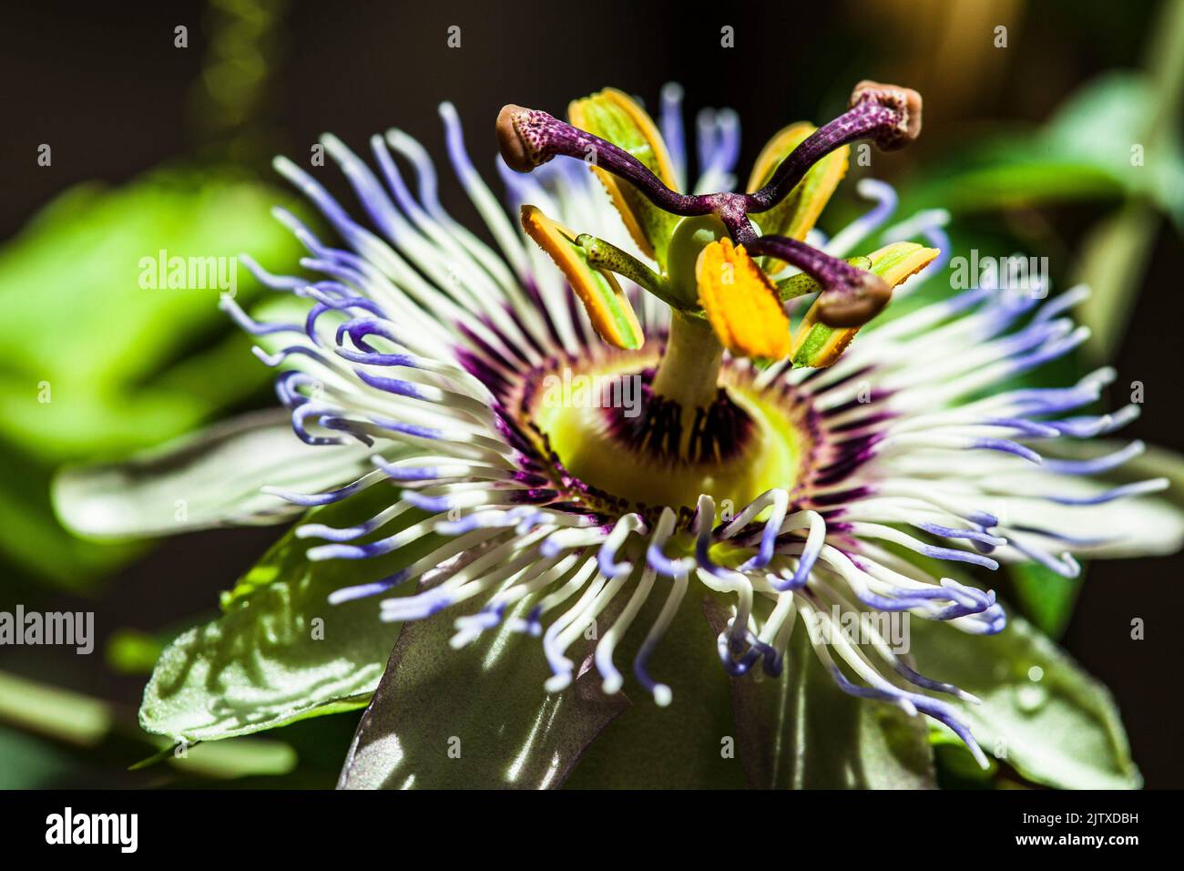 Passiflora Caerulea The Blue Passionflower Bluecrown Passionflower Or Passion Flower Is A