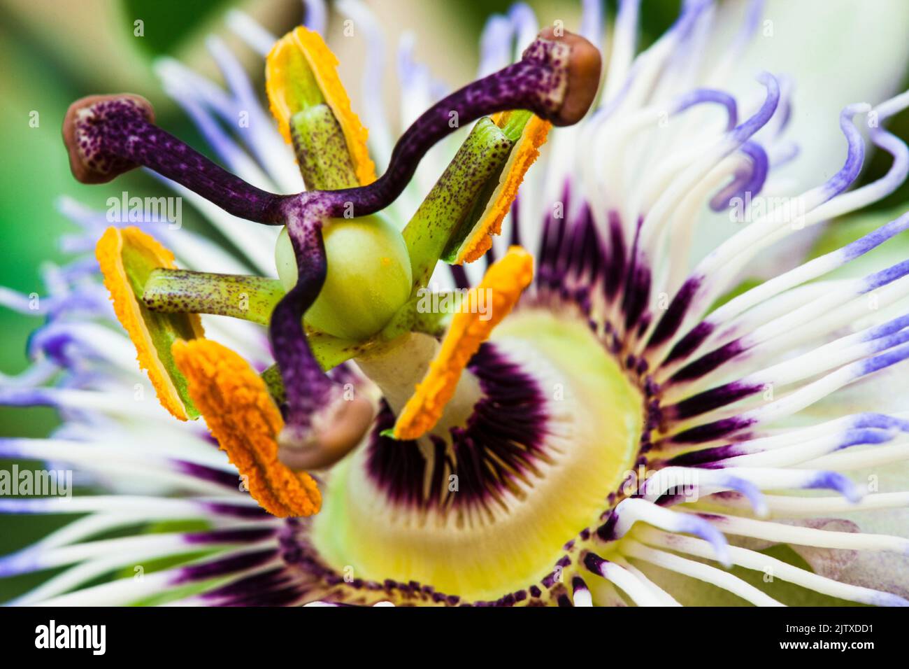Passiflora species hi-res stock photography and images - Alamy