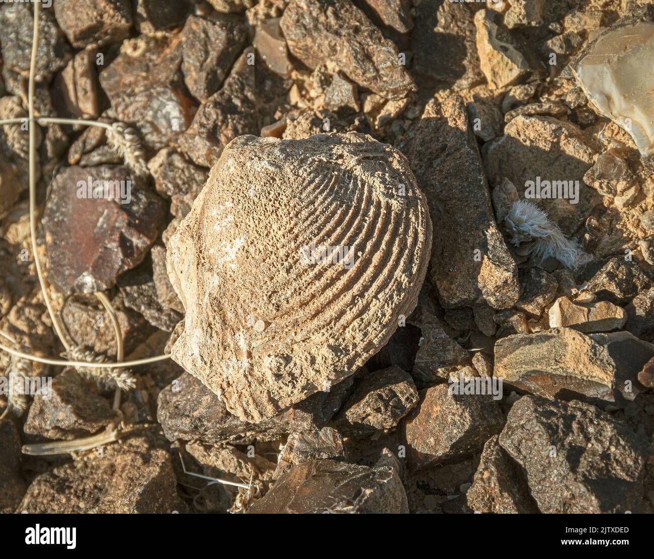 clam fossil from the Senonian period rests undisturbed on flint and ...