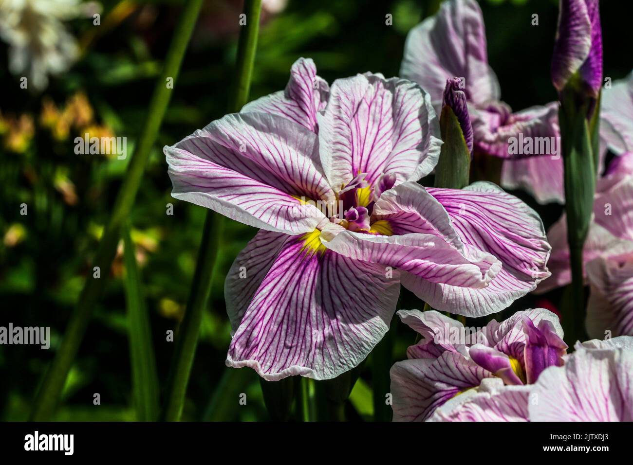 Iridaceae hi-res stock photography and images - Alamy