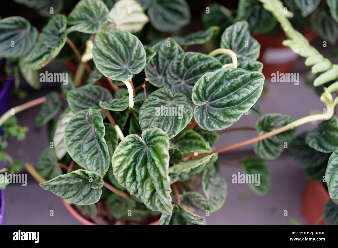 Peperomia caperata, the emerald ripple peperomia, is a species of ...