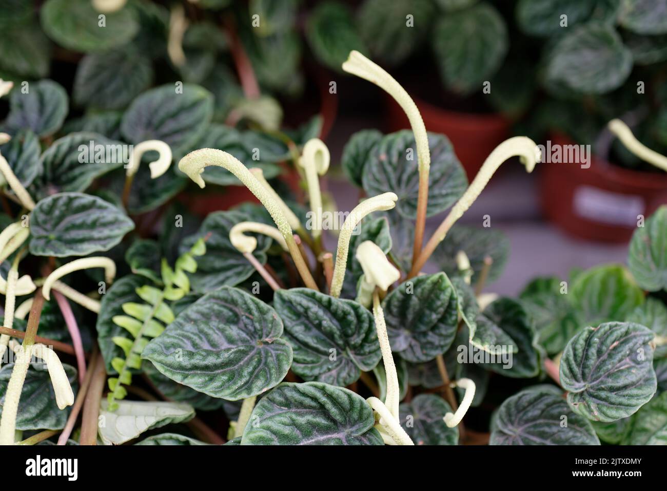 Peperomia caperata, the emerald ripple peperomia, is a species of ...
