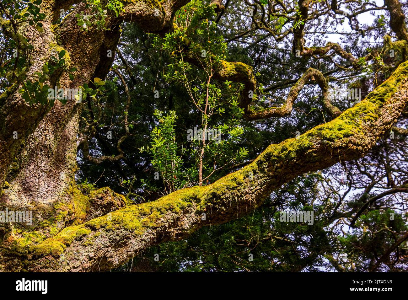 Furnas, Sao Miguel Island, Azores, Portugal: Tree growing out of a big ...