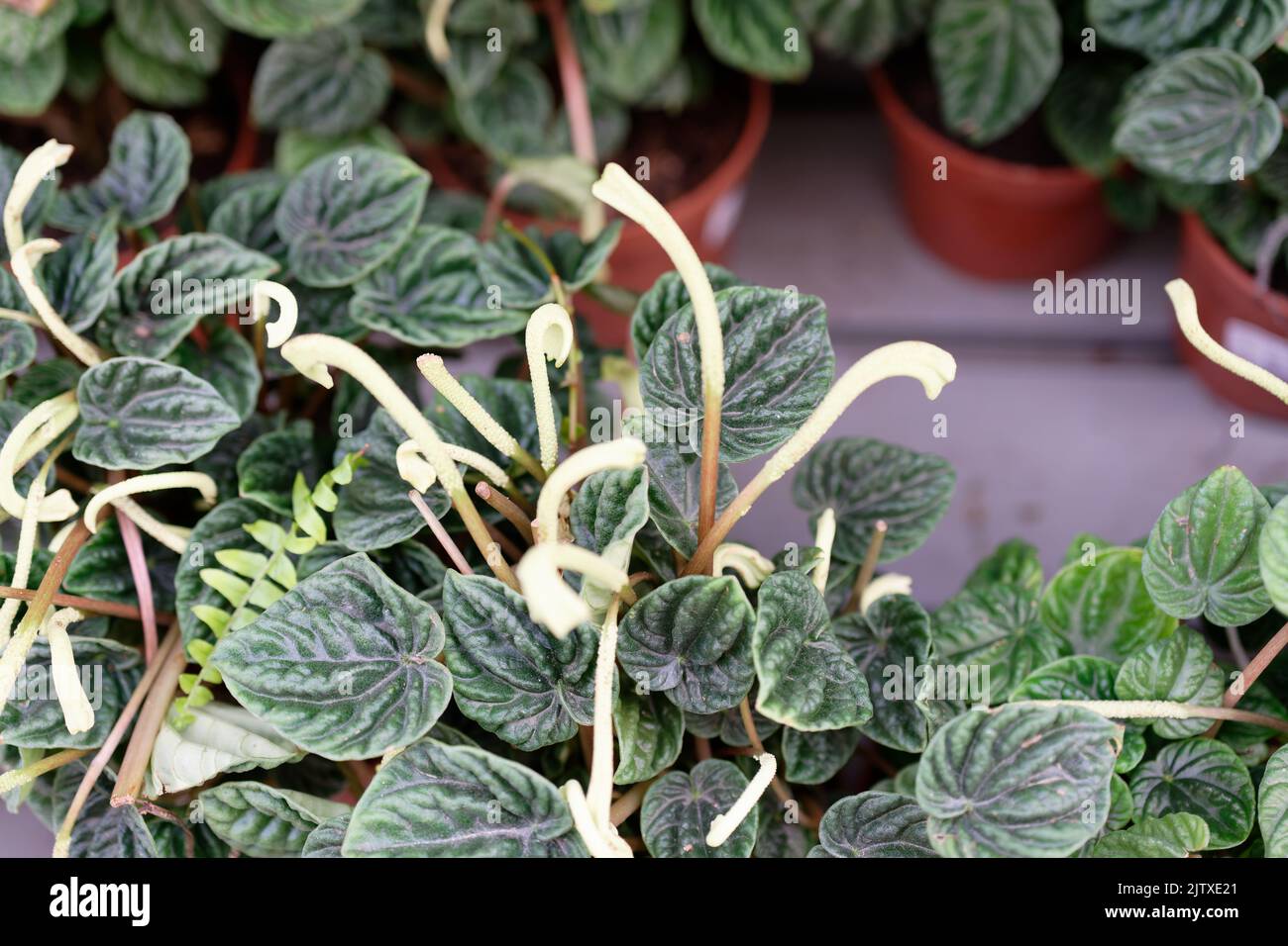 Peperomia caperata, the emerald ripple peperomia, is a species of ...