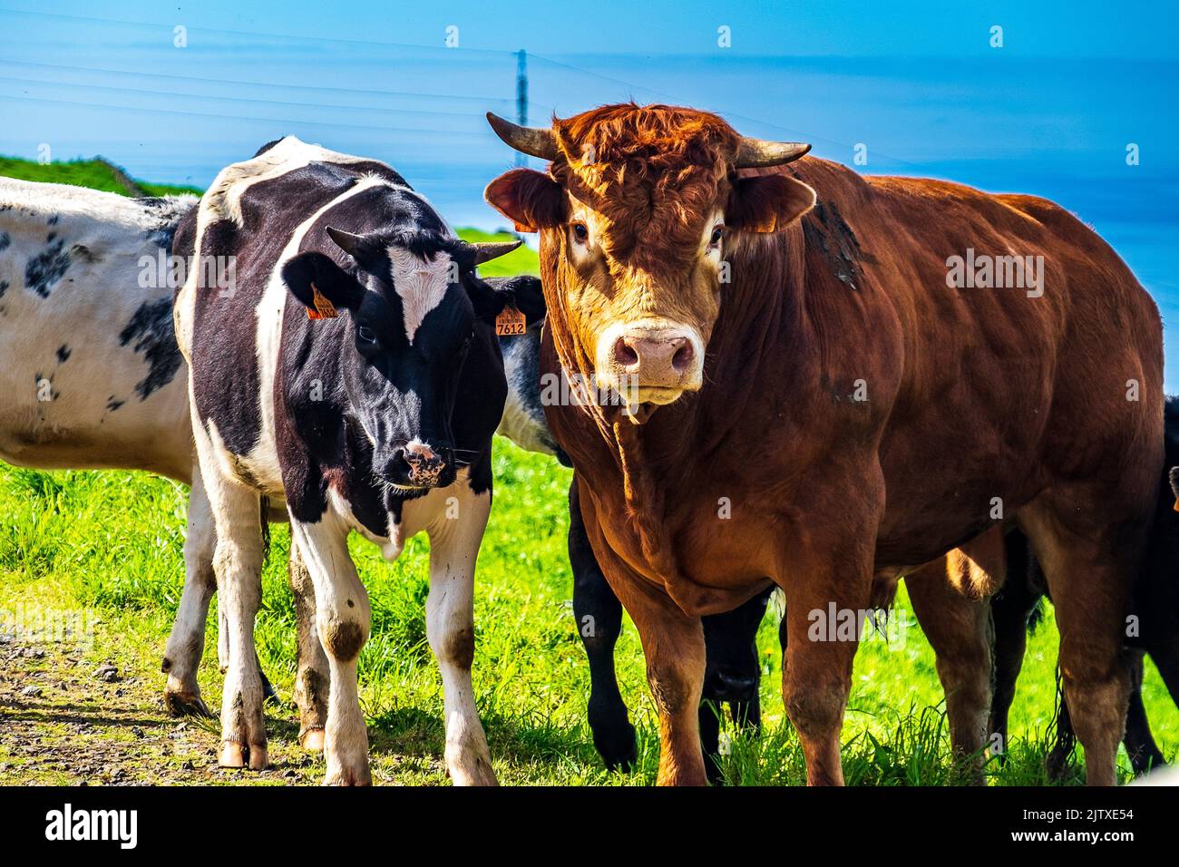 Azores terceira bull hi-res stock photography and images - Alamy