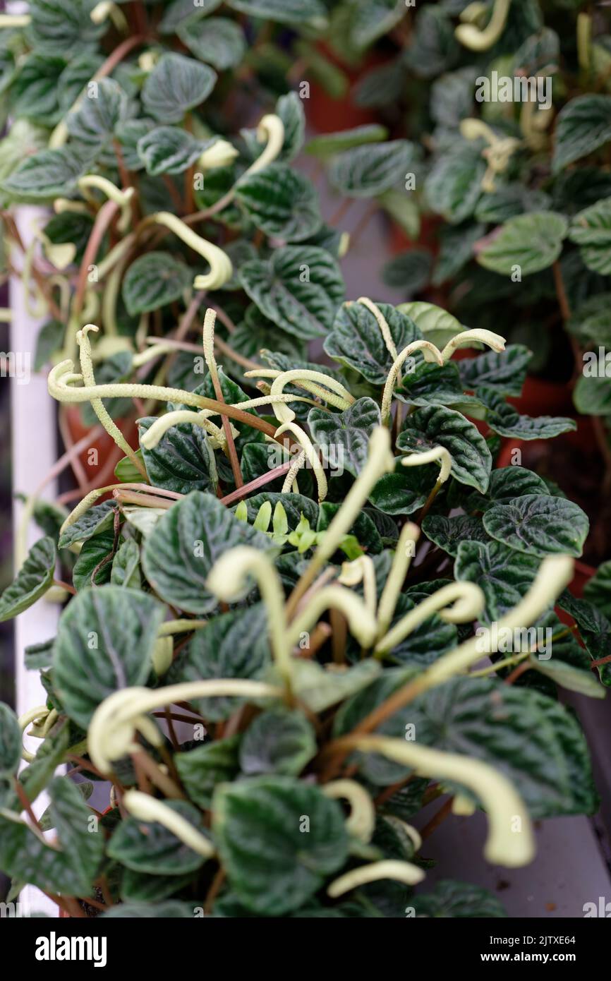 Peperomia caperata, the emerald ripple peperomia, is a species of ...