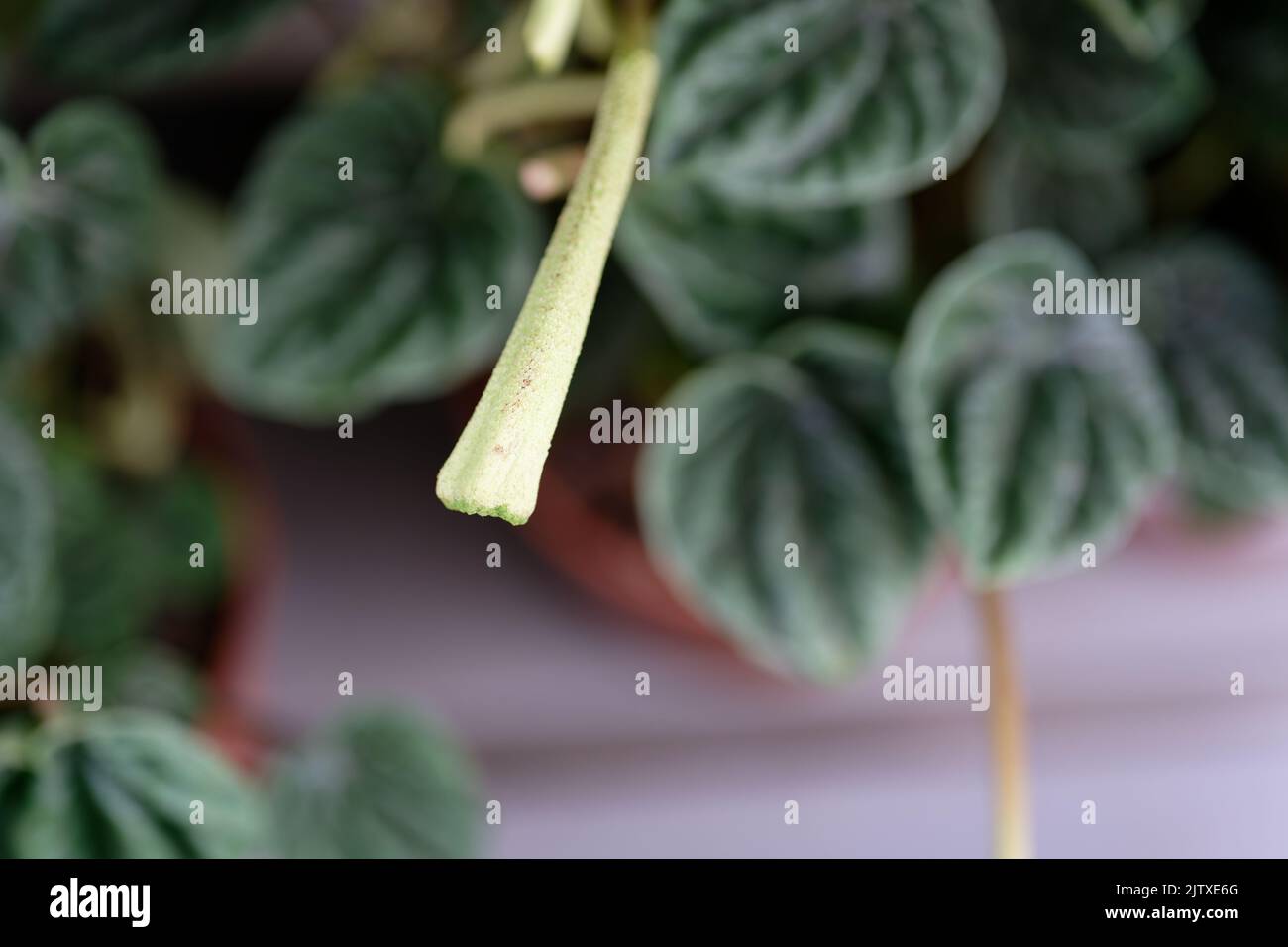 Peperomia caperata, the emerald ripple peperomia, is a species of ...