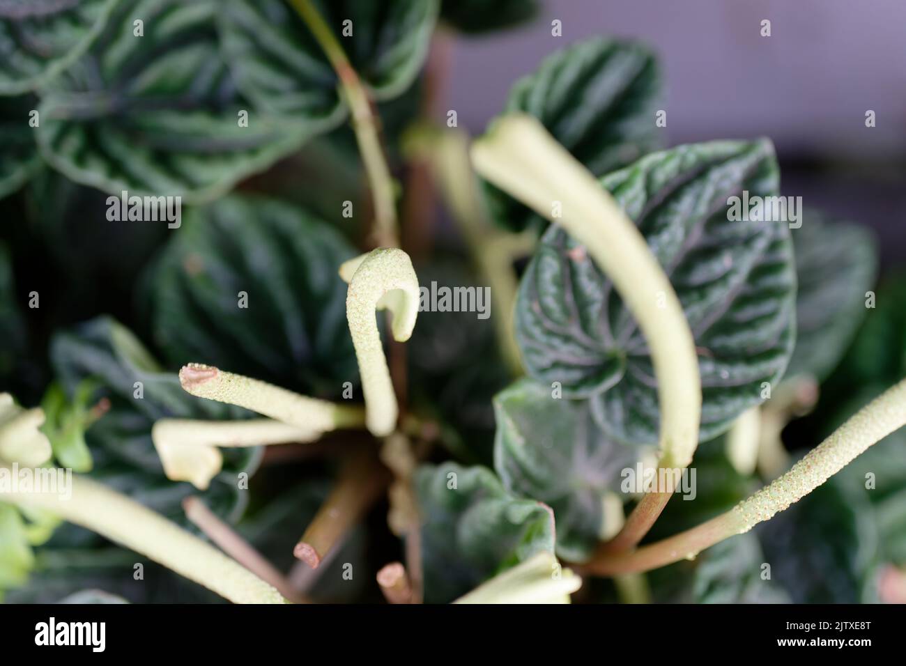 Peperomia caperata, the emerald ripple peperomia, is a species of ...