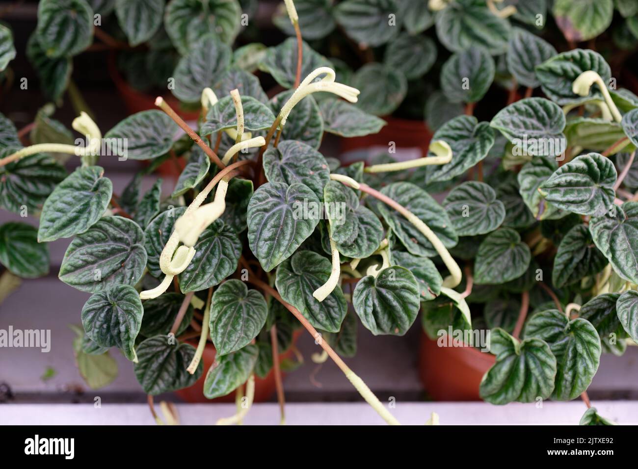 Peperomia caperata, the emerald ripple peperomia, is a species of ...