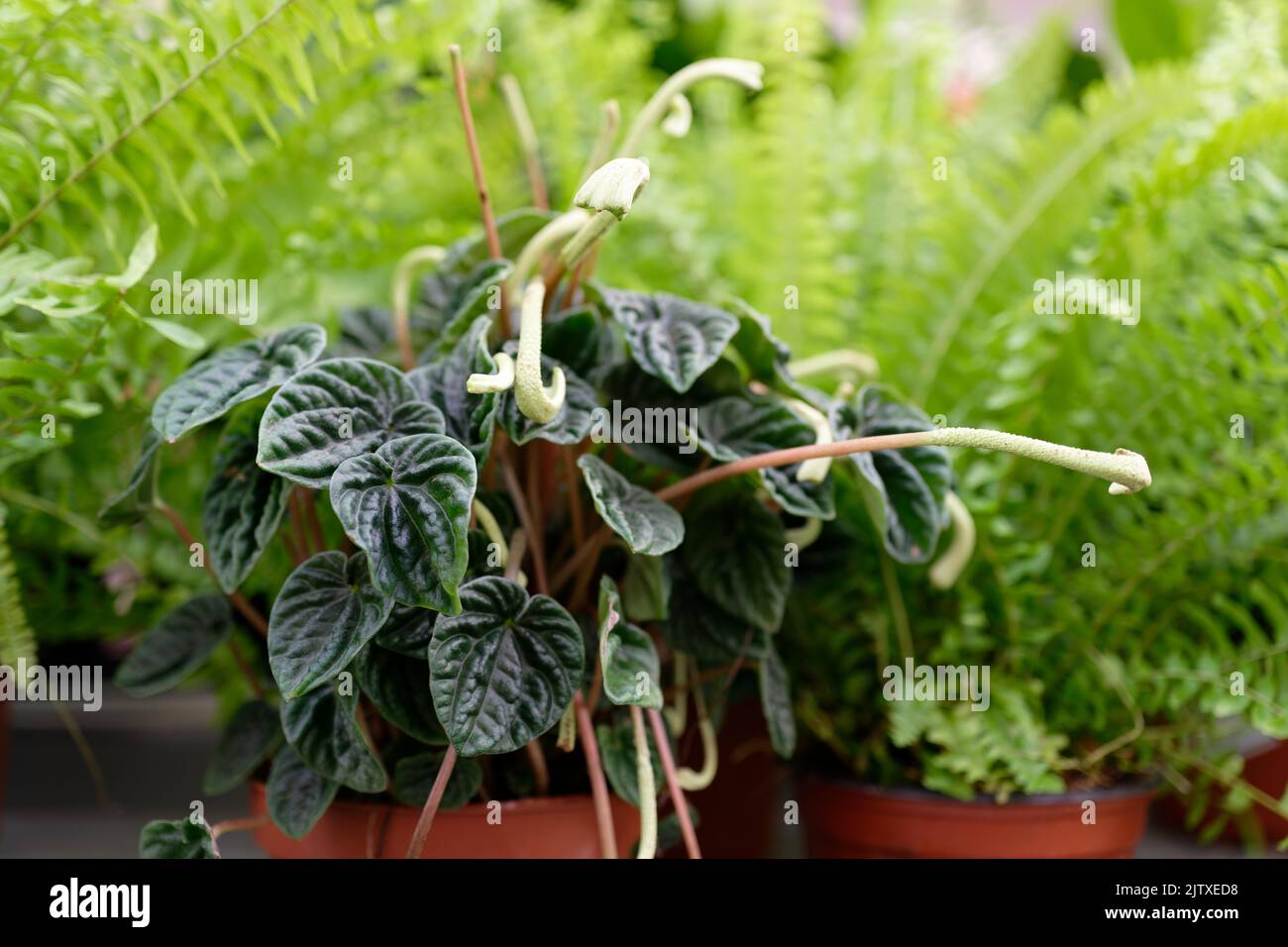 Peperomia caperata, the emerald ripple peperomia, is a species of ...
