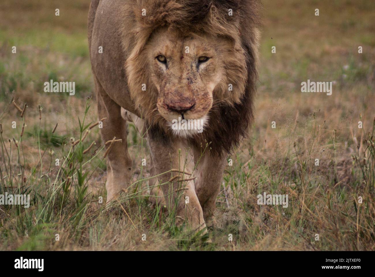 Blood face lion hi-res stock photography and images - Alamy