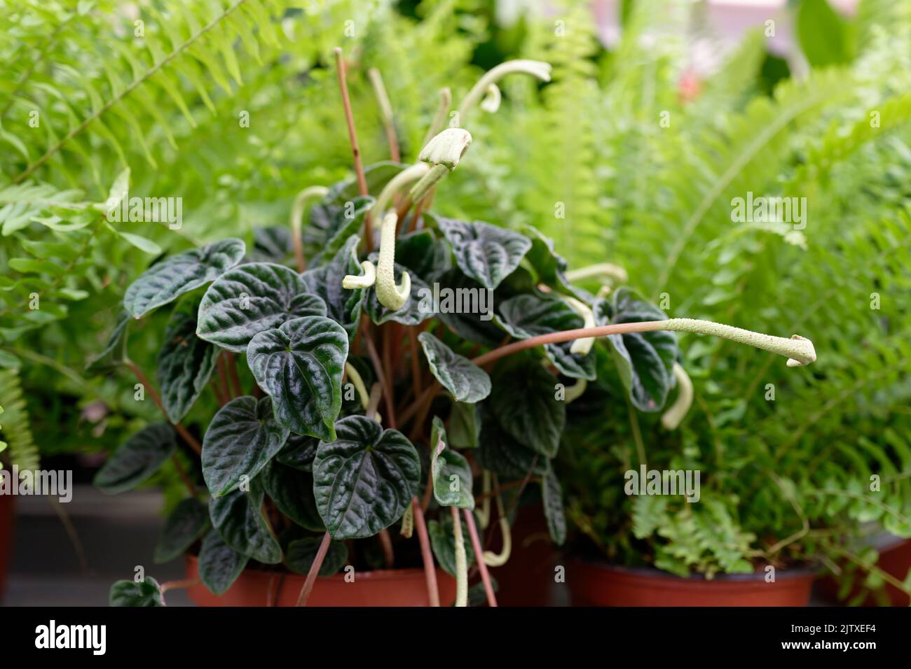 Peperomia caperata, the emerald ripple peperomia, is a species of ...