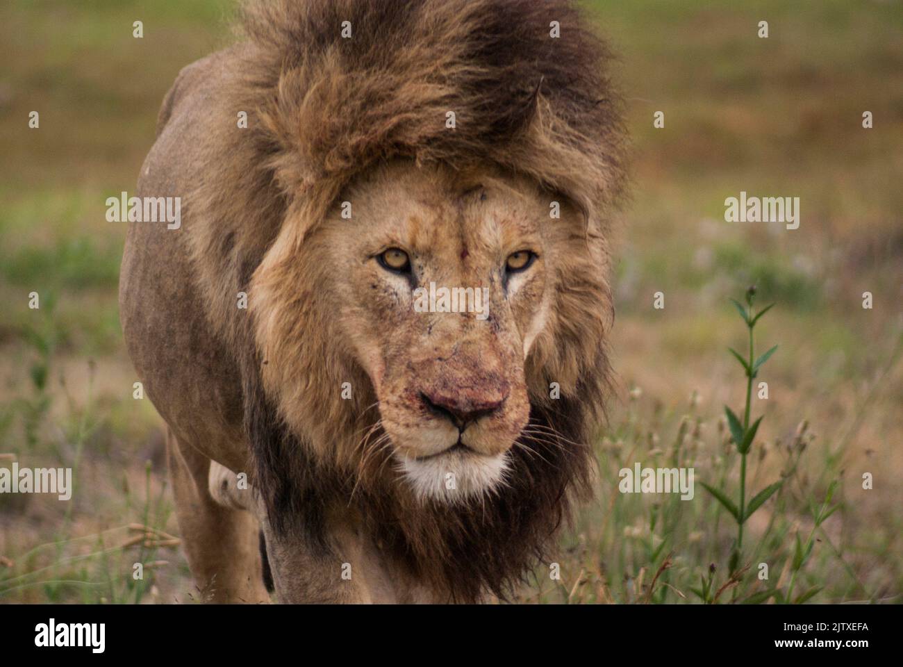 Lion blood face hi-res stock photography and images - Alamy
