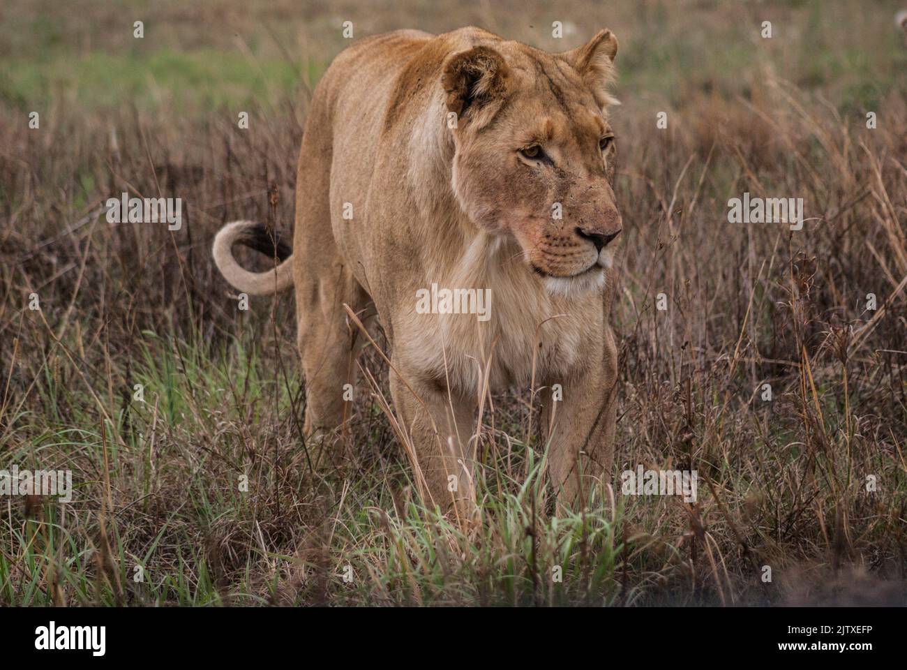 Rhino And Lion Reserve