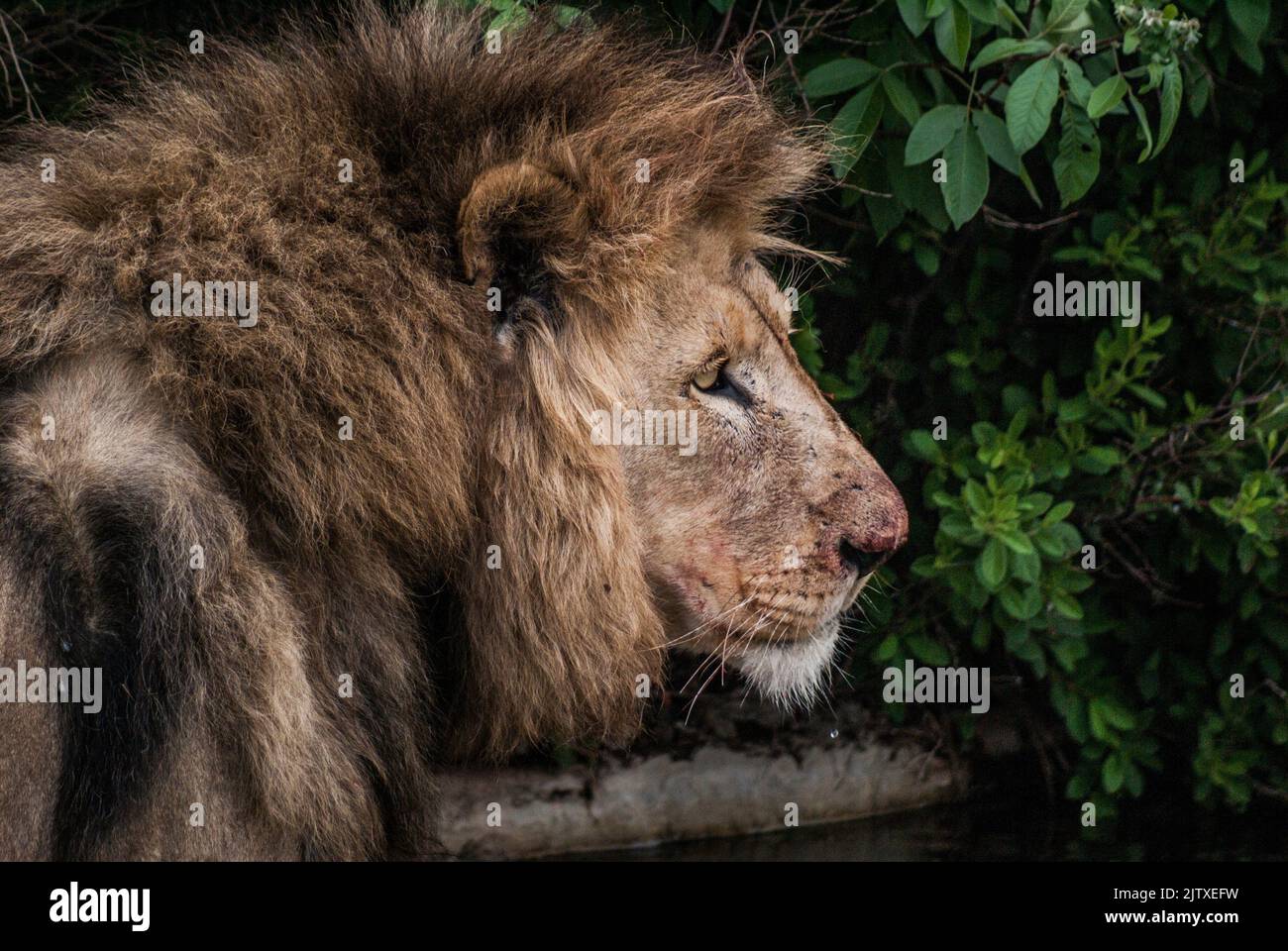 Lion blood face hi-res stock photography and images - Alamy