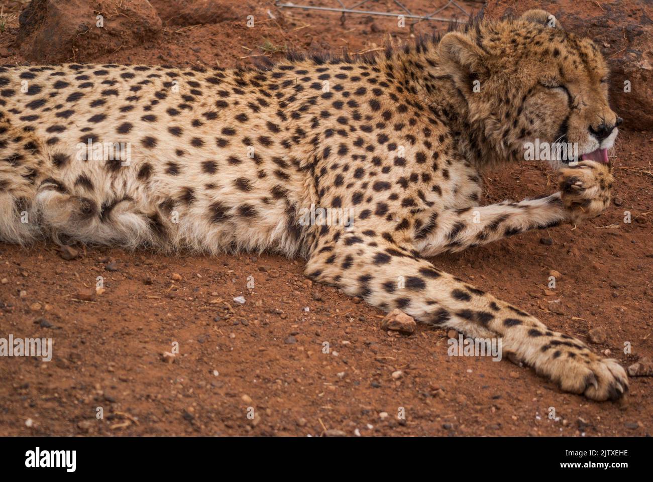Cheetah licking paw hi-res stock photography and images - Alamy