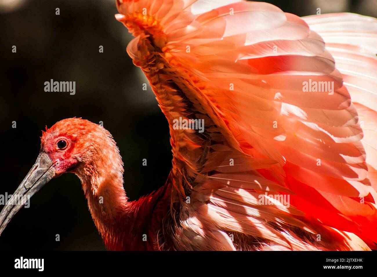 Scarlet ibis (Eudocimus ruber) with open wings. Telephoto. World of ...